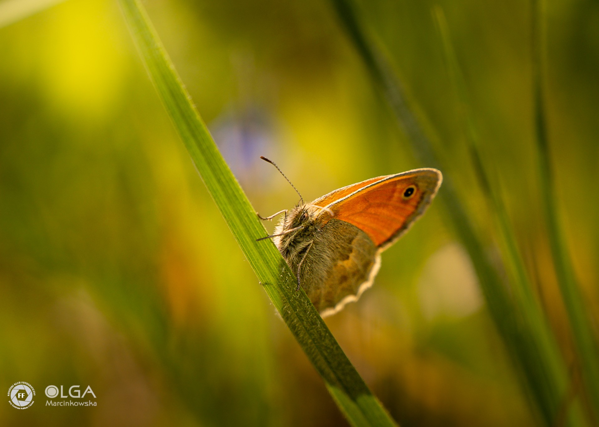 Zobacz! Życie w innym ujęciu. Unikatowe zdjęcia zrobione przez pasjonatów