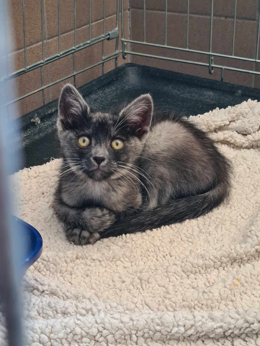 Schronisko z apelem o pomoc. „Sytuacja przekracza nasze możliwości”