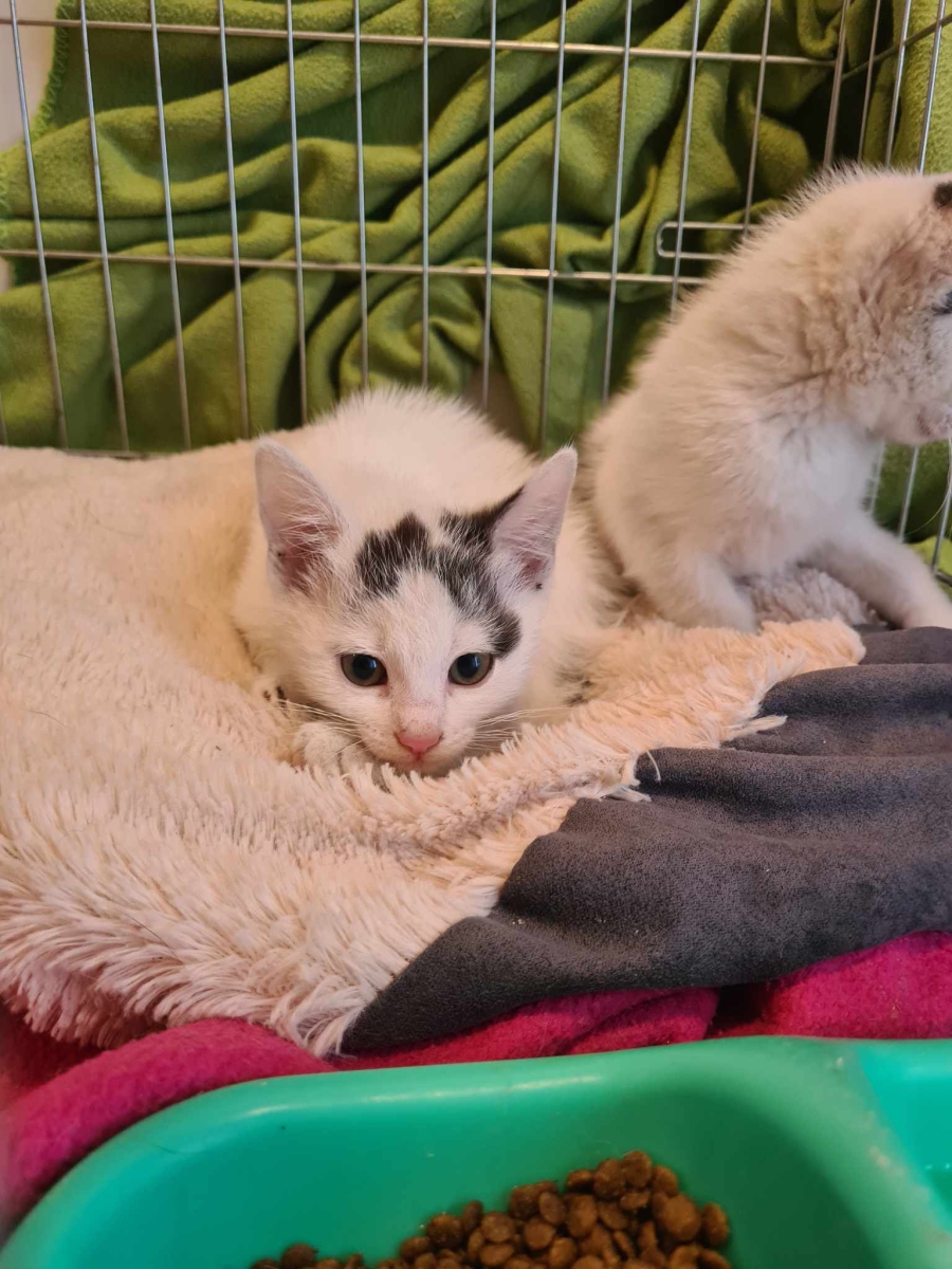 Schronisko z apelem o pomoc. „Sytuacja przekracza nasze możliwości”