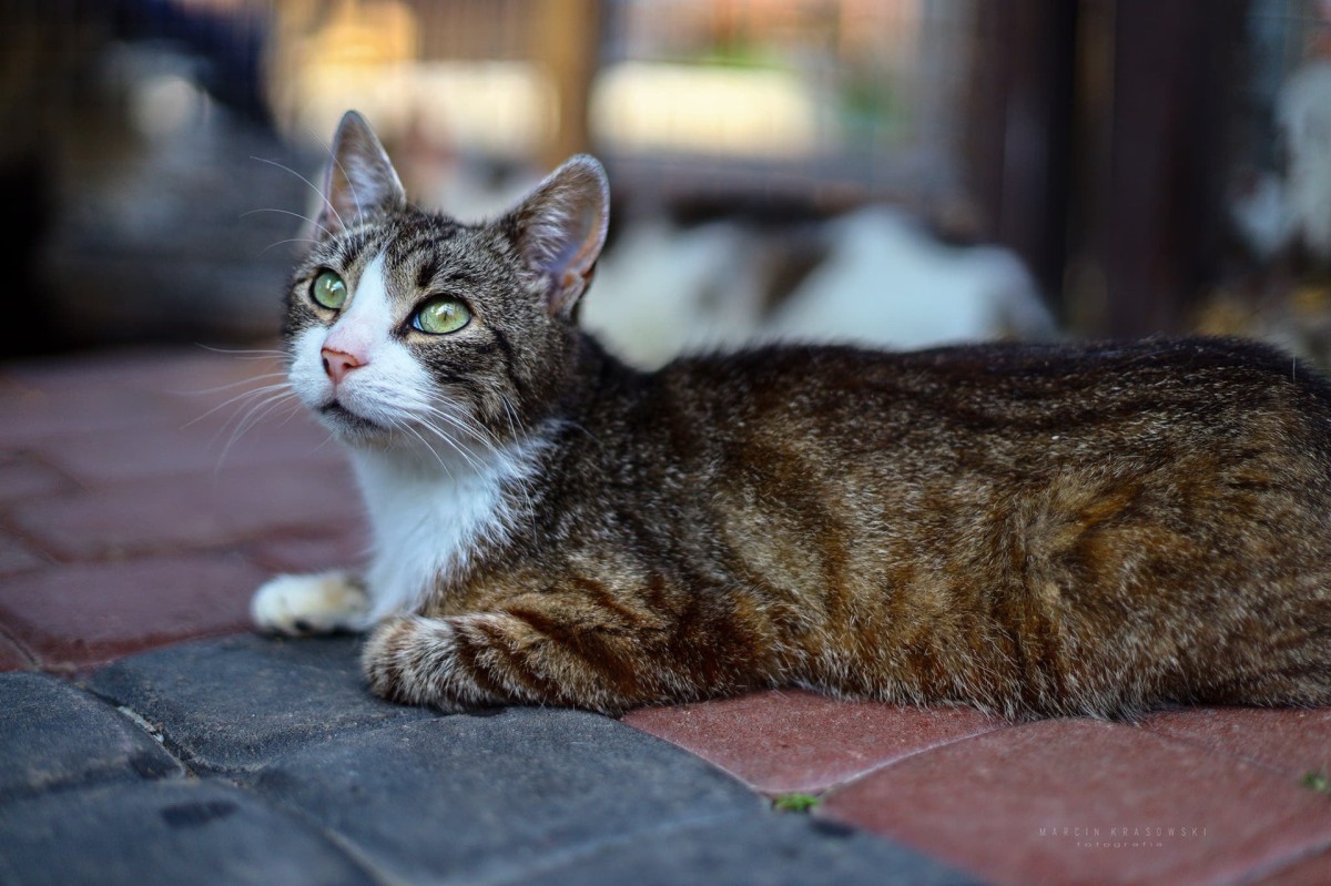 Ogłoszenie: Elsa - cudna, niekonfliktowa koteczka szuka domu ...